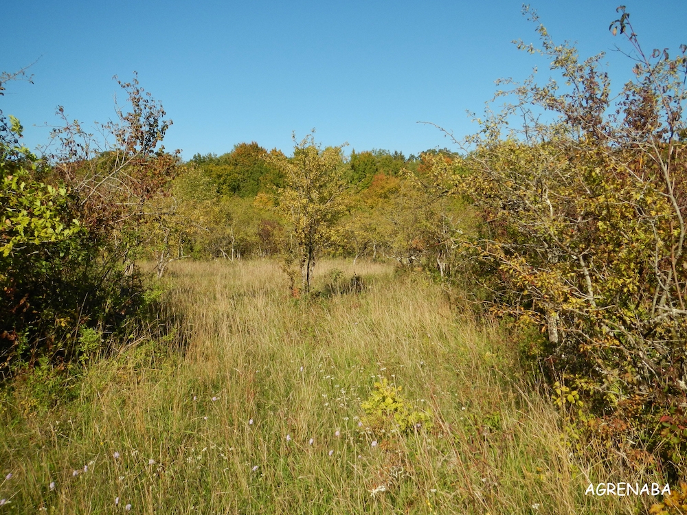 Pelouse sèche calcicole - Réserve naturelle nationale de la Bassée